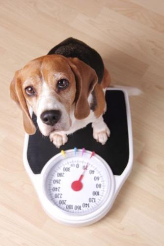 Pet Obesity Awareness Day - Littlegate Publishing