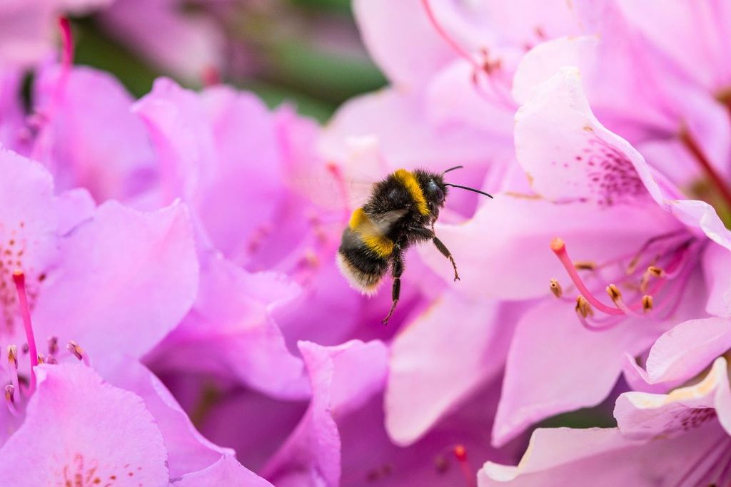 The World of Mad Bee Honey - Littlegate Publishing